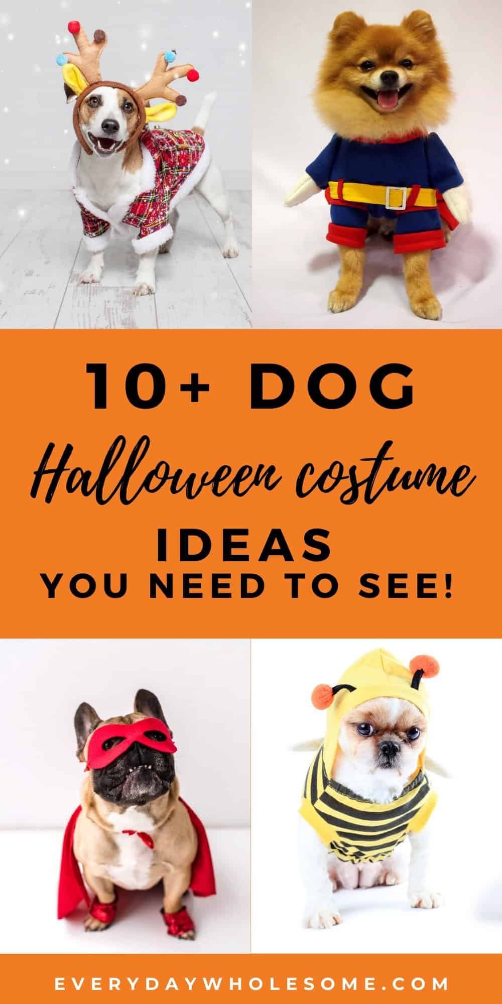 Everyday Wholesome | 50 Best Halloween Dog Costumes